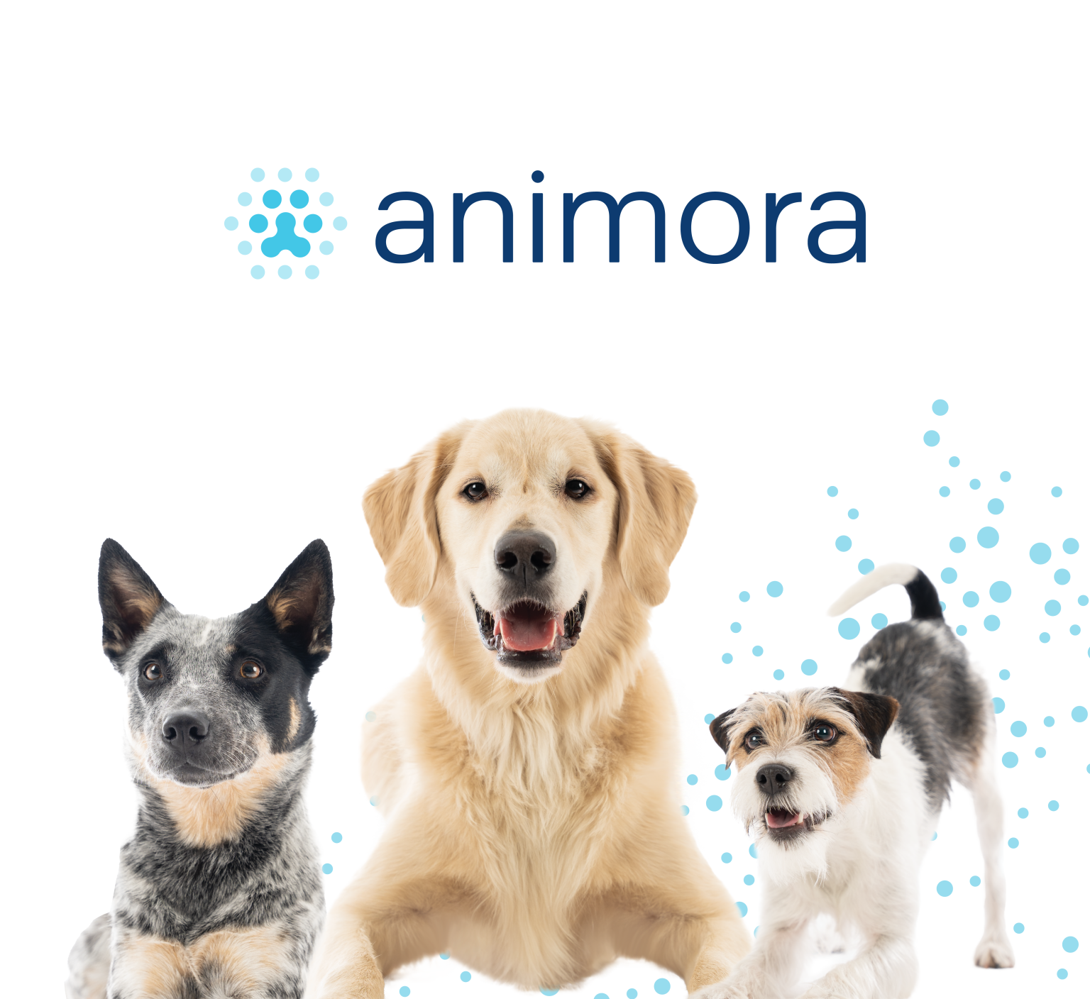 Dental sticks and toys for Animora - Alexem Studio | Design & Web